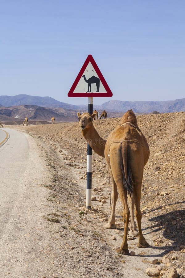 Camel sign stock photo. Image of travel, jordan, desert - 27217172