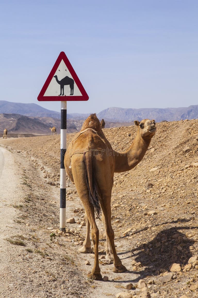 1,711 Arabic Road Sign Stock Photos - Free & Royalty-Free Stock Photos ...