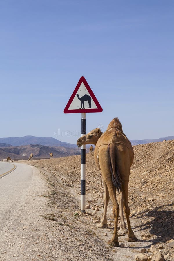 Camel Sign in the Desert of Israel. Empty Road Stock Photo - Image of ...