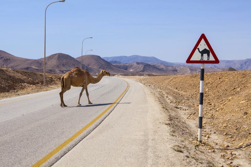 Camel sign stock photo. Image of scene, roadside, mammal - 65519168