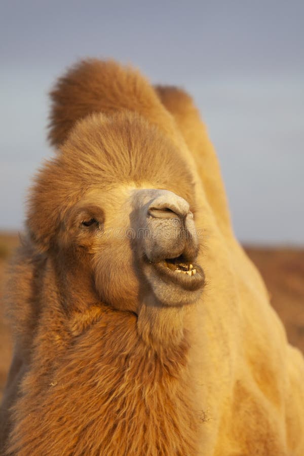 A camel in Sinkiang, China stock image. Image of camel - 131240403