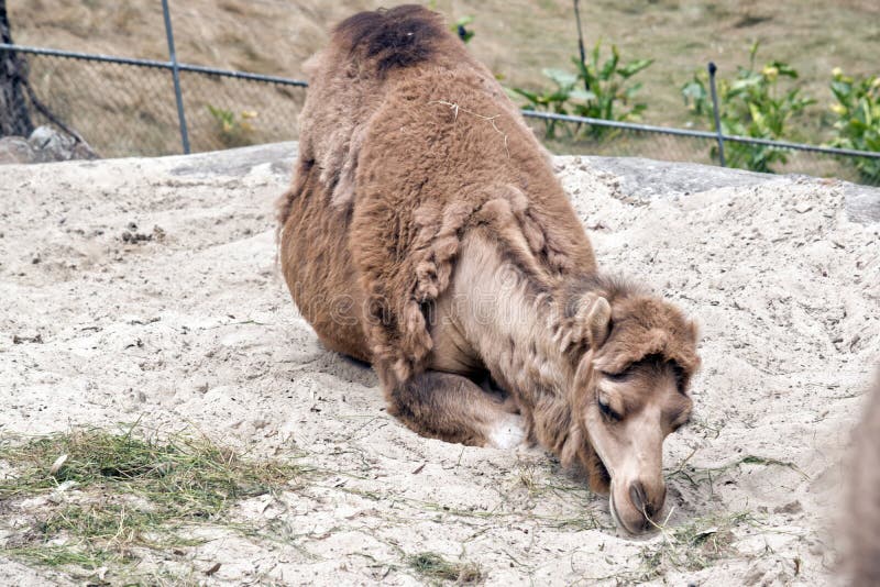Camel is sitting stock image. Image of dromedary, sitting - 108911157