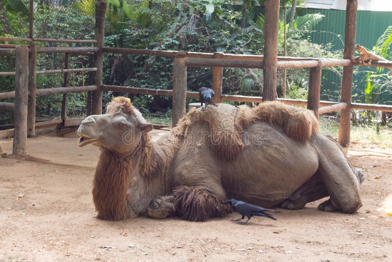 Camel Sitting Down Stock Photos - Free & Royalty-Free Stock Photos from ...