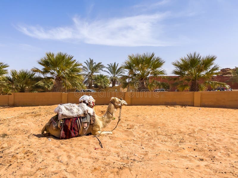 A Camel Sitting in Front of Palm Trees in the Middle of a Desert Stock ...