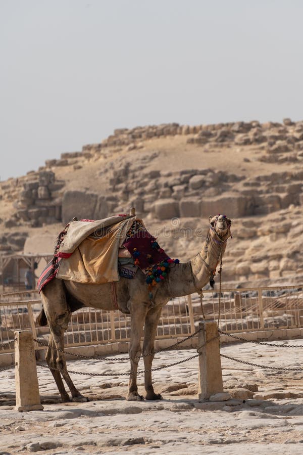 Camel Sitting in Front of the Pyramids of Giza Stock Image - Image of ...
