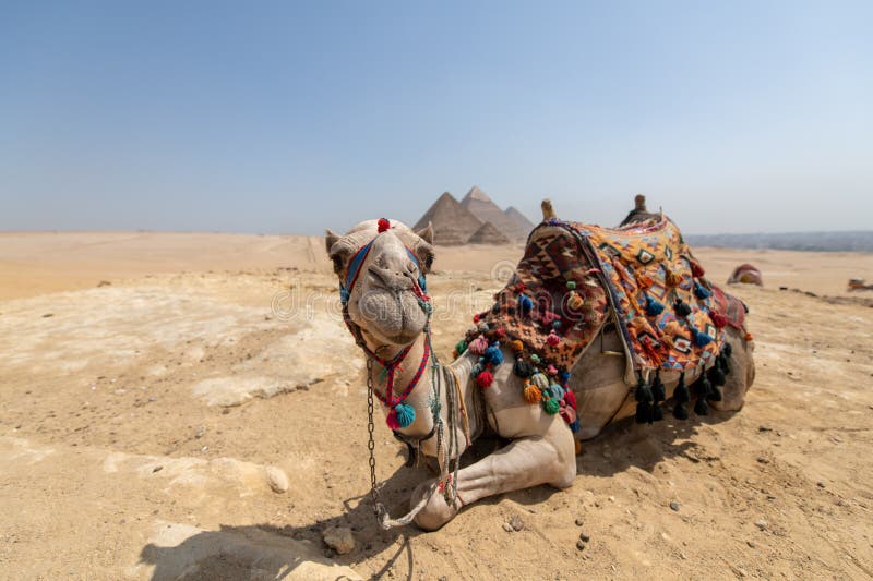 Camel Sitting in Front of the Pyramids of Giza Stock Photo - Image of ...