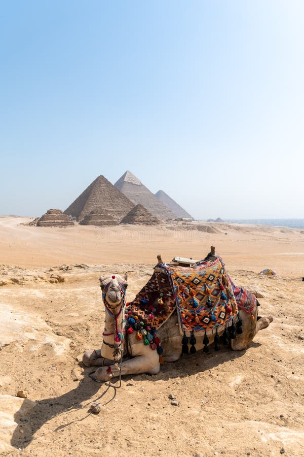 Camel Sitting in Front of the Pyramids of Giza Stock Image - Image of ...