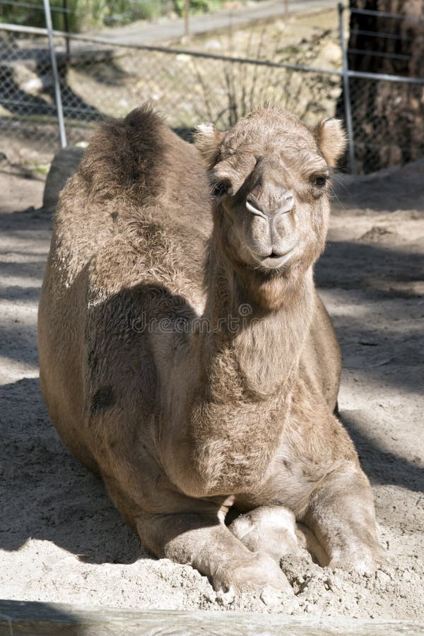 Camel one hump stock photo. Image of lashes, sitting - 119065200