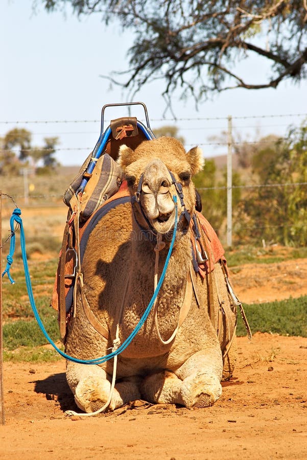 Camel sitting with saddle stock image. Image of outback - 2001433