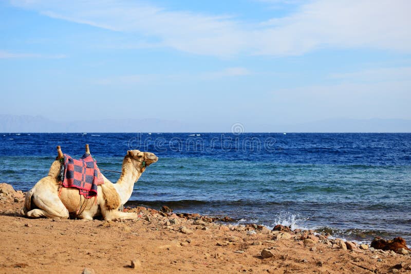 Camel Sitting At Red Sea Beach Stock Image - Image of dromedary, sahara ...