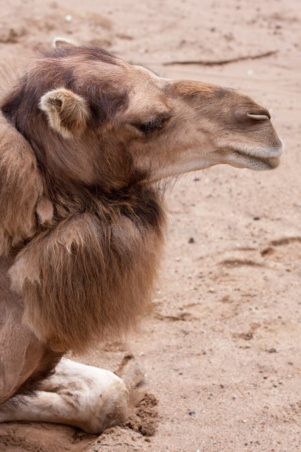 CAMEL SLEEPING ON THE BEACH Stock Photo - Image of work, sleep: 142704996