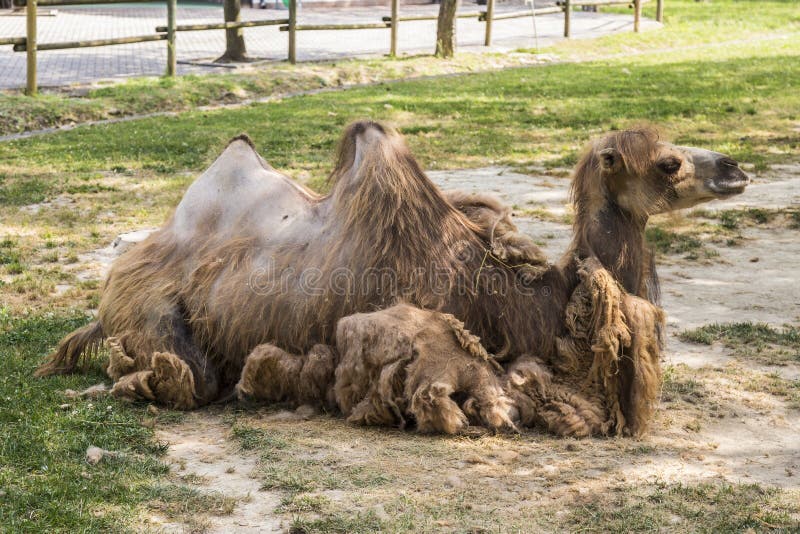 Sitting camel stock photo. Image of resting, rest, mammal - 5227440