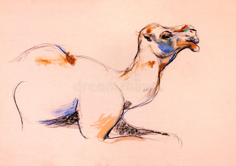 Camel sketch stock illustration. Illustration of desert - 26669548