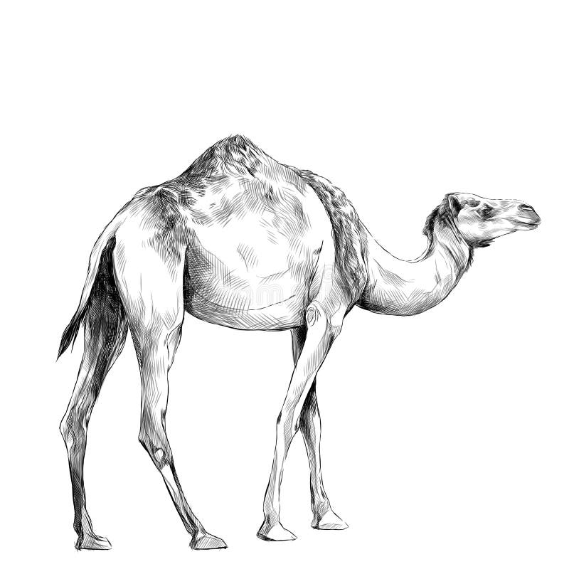 Camel sketch vector stock vector. Illustration of beast - 91656546