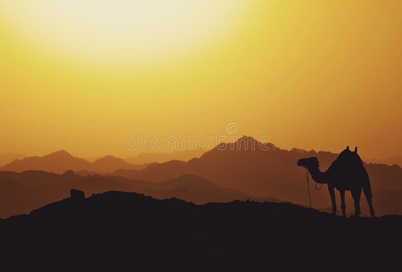 Camel, Sky, Sunrise, Camel Like Mammal Picture. Image: 100197864
