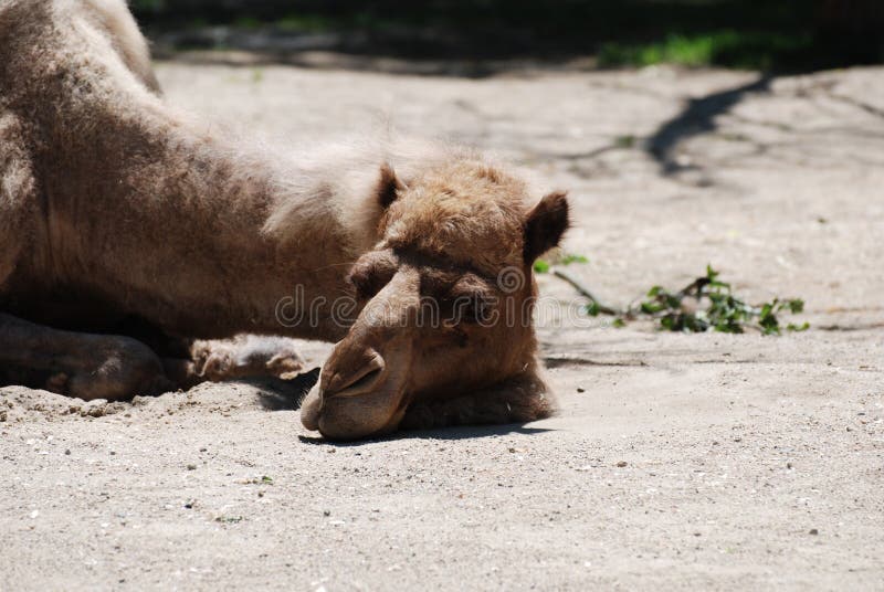 Camel Sleeping in the Sun Light Stock Photo - Image of grinning, grin ...