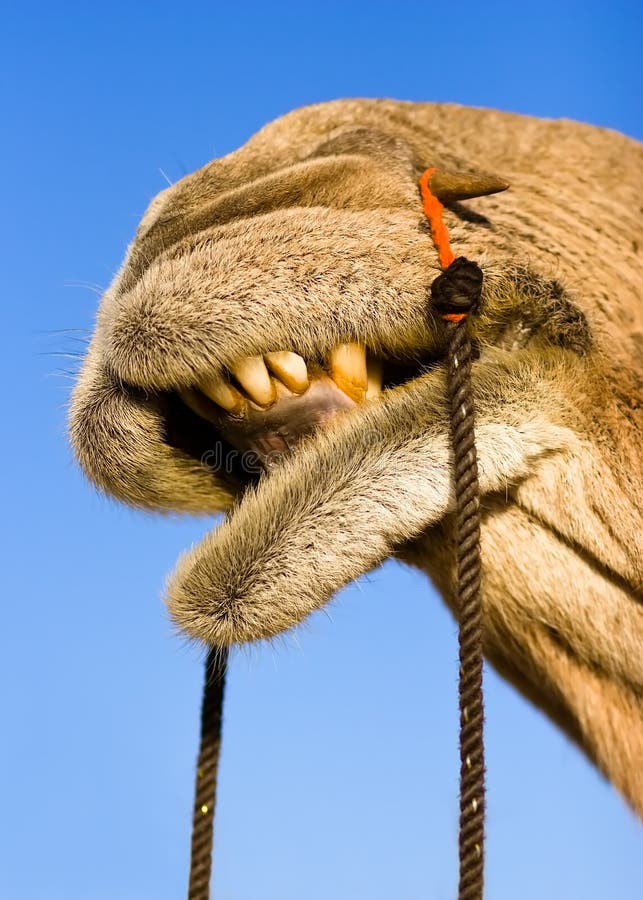 Camel Smile stock photo. Image of nature, arabia, desert - 10403762