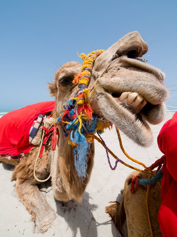Camel Smile Stock Photos - Download 1,639 Royalty Free Photos