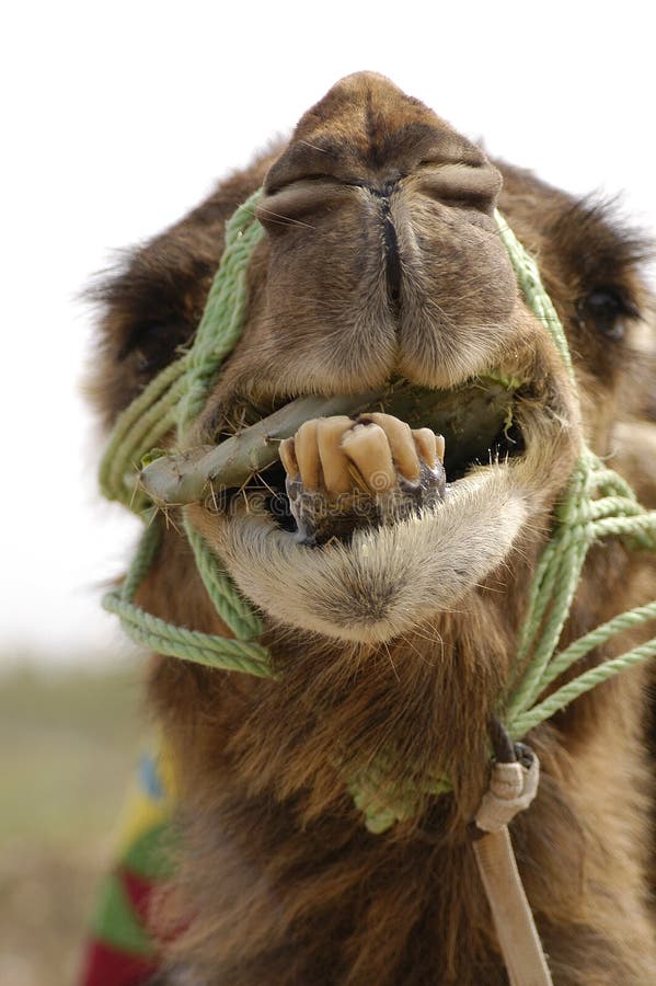 Camel tongue stock image. Image of close, moving, snout - 5037747
