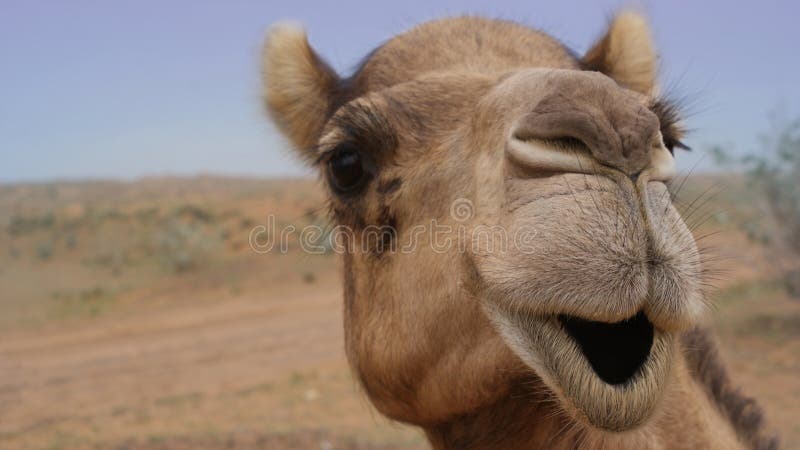 Camel Smiling Stock Photos - Image: 13060833
