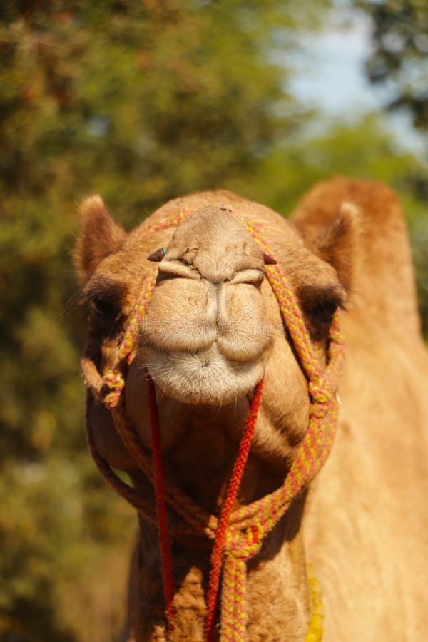 Camel Smiling. stock photo. Image of choose, wide, camel - 165633448