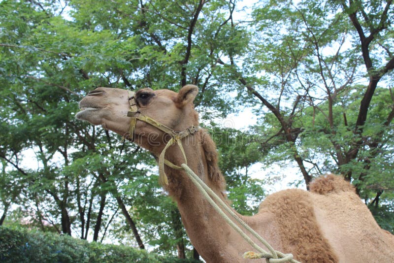 Camel Smiling stock image. Image of greeting, cheery - 106997927