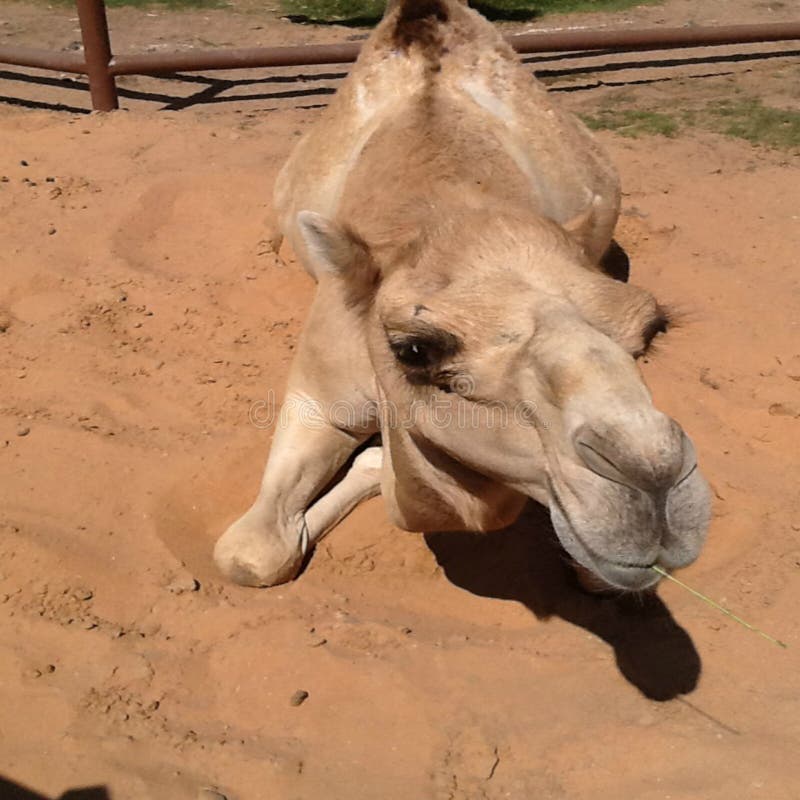 Camel Smiling because he Knows Everything Stock Photo - Image of good ...