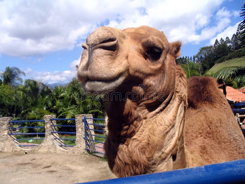 Camel smiling in the zoo stock photo. Image of sorride - 429114
