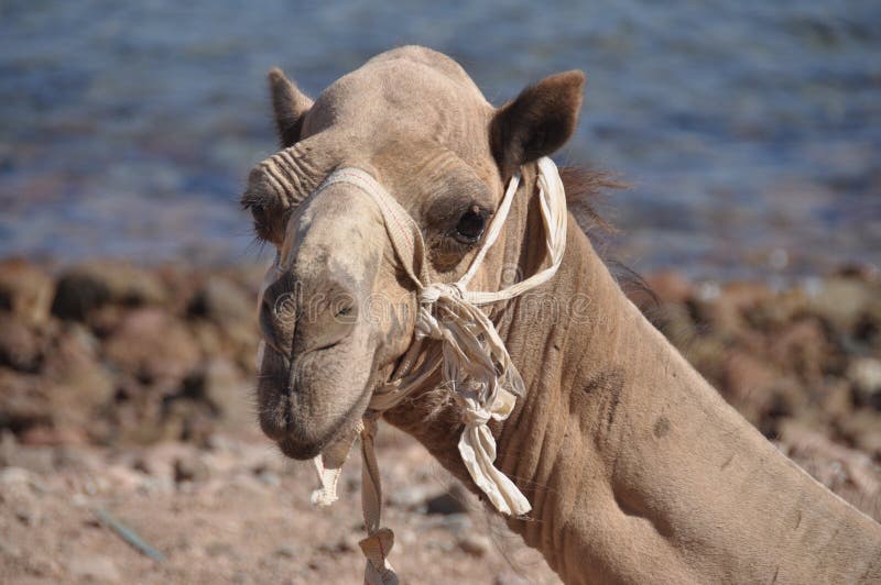 Camel s snout stock photo. Image of animal, outdoors - 35999110