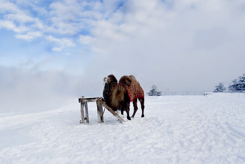 Camel in the snow stock photo. Image of blue, blizzard - 11924054
