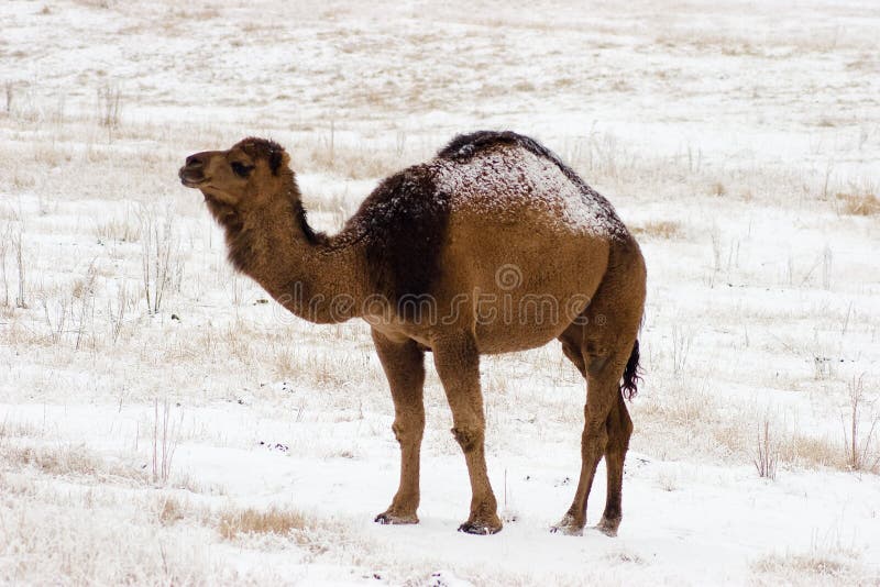Camel and snow stock image. Image of pasture, tourism - 7927359