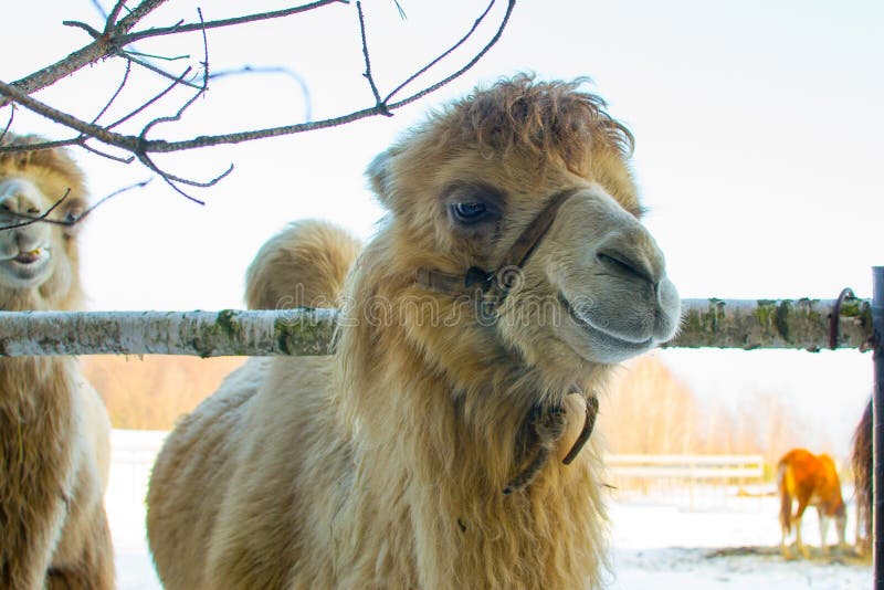 Camel in the Snow at Russian Zoo Stock Photo - Image of camels ...