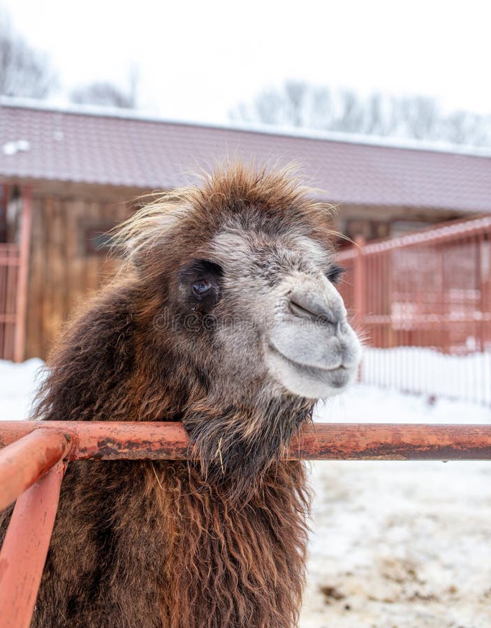 Camel on the Snow in Winter Stock Image - Image of standing, lips ...