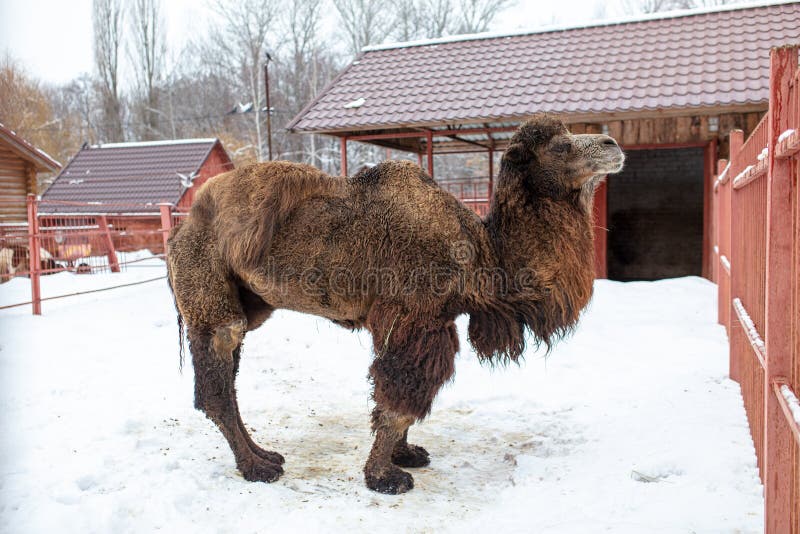 Camel on the Snow in Winter Stock Photo - Image of headdress, cold ...