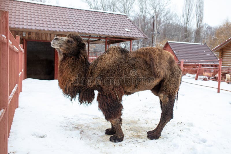 Camel on the Snow in Winter Stock Image - Image of standing, dromedary ...