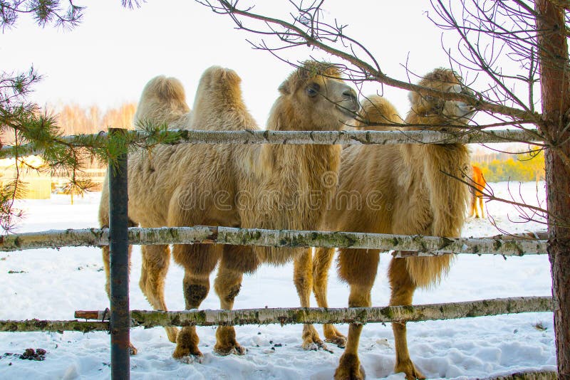 Camel in the Snow at Russian Zoo Stock Image - Image of head, mammal ...