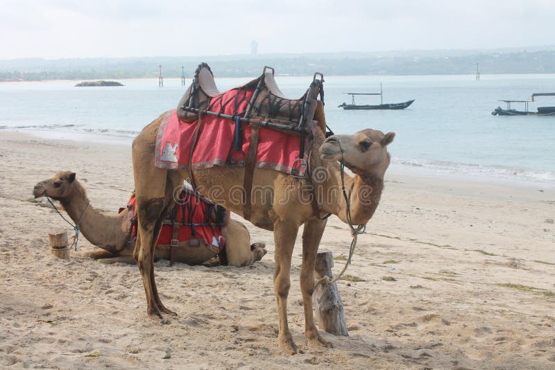Camel at the South of Bali Beach Stock Photo - Image of bovine, bali ...