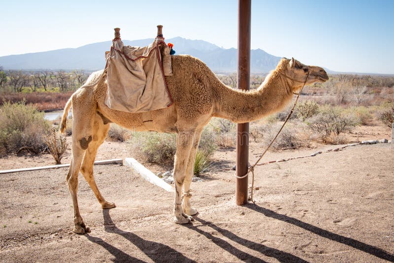 Camel of the Southwest stock photo. Image of sand, safari - 374829144