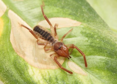 Camel spider stock photo. Image of nature, solifugae - 10030430