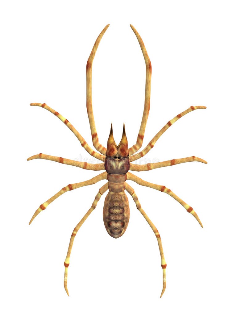 Camel Spiders Stock Illustrations – 20 Camel Spiders Stock ...