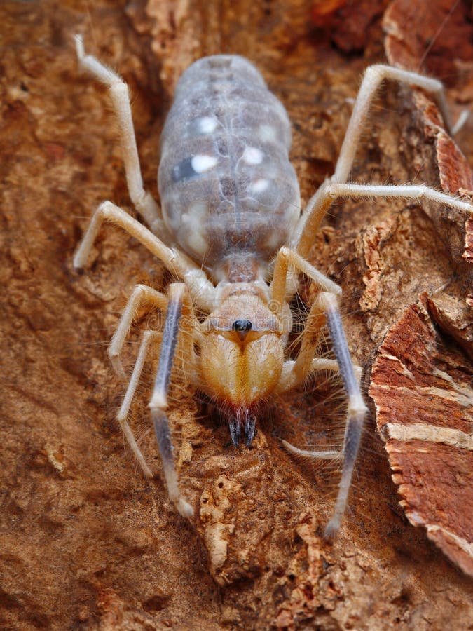 Camel spider stock photo. Image of scorpion, invertebrate - 23519502