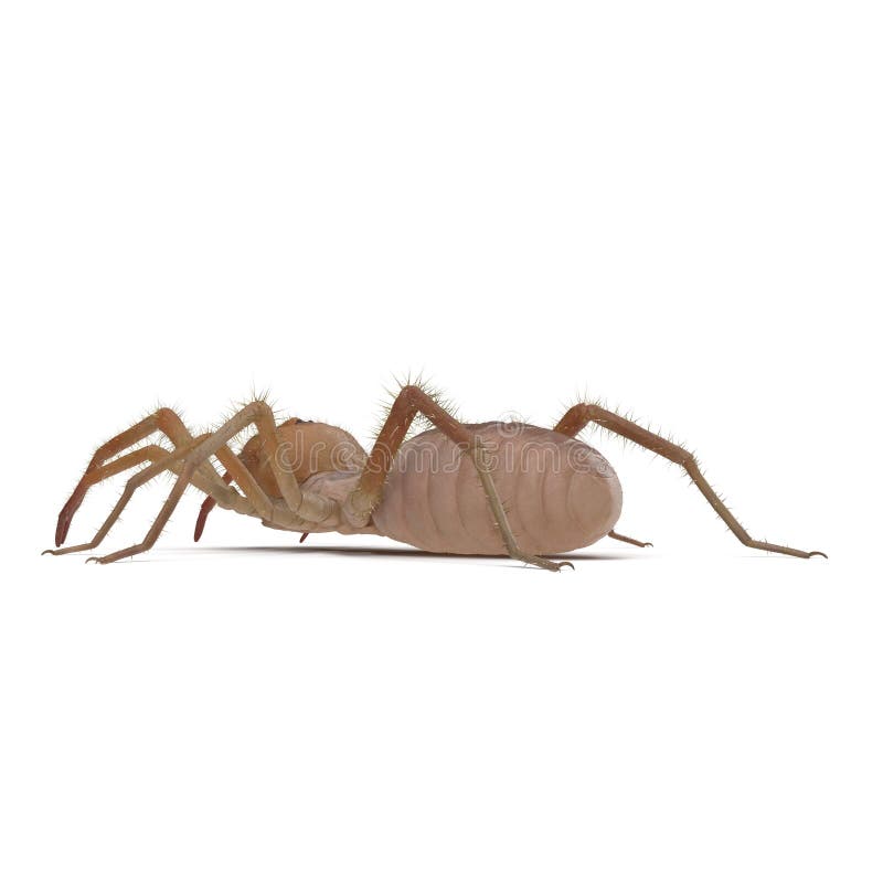 Camel Spider Isolated on White Background 3D Illustration Stock ...