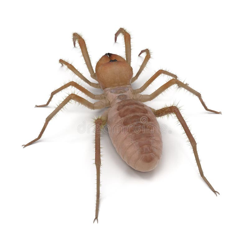 Camel Spider Isolated on White Background 3D Illustration Stock ...