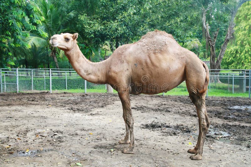 A camel standing stock image. Image of brown, desert - 35086937