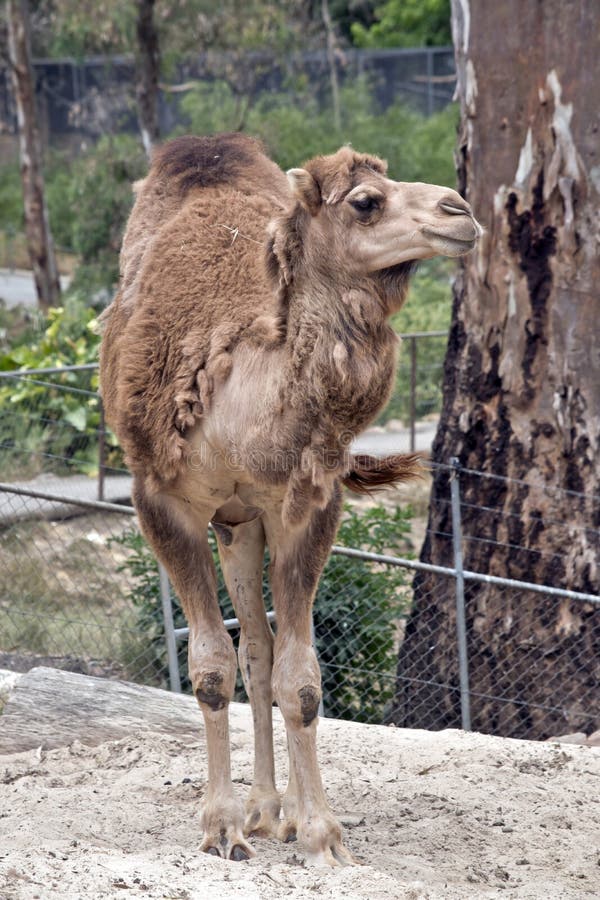 Camel is standing stock image. Image of wildlife, eyes - 108021033