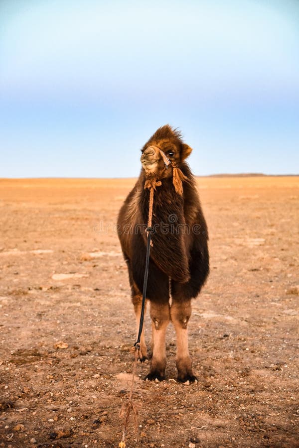 Camel Standing in Field of Desert Stock Photo - Image of adventure ...