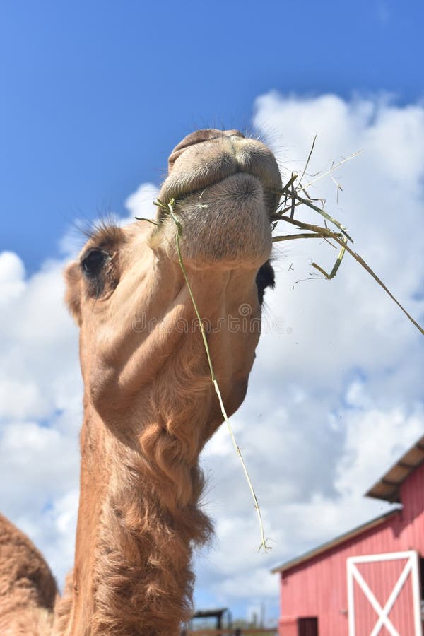 Camel Standing in Front of a Barn Eating Hay Stock Image - Image of ...