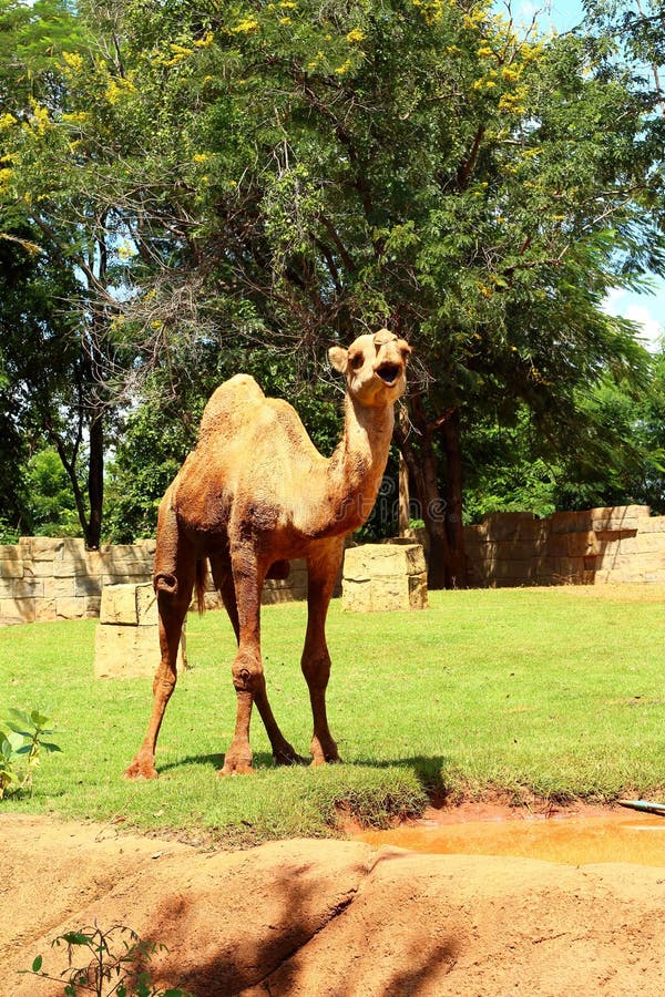 Camel Standing in the Garden. Stock Photo - Image of dromedary, berlin ...