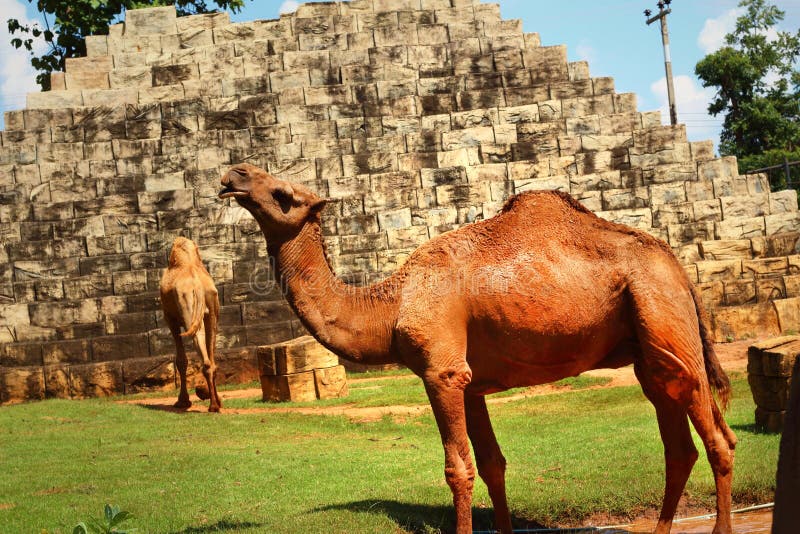 Camel Standing in the Garden. Stock Image - Image of wild, asian: 46095781