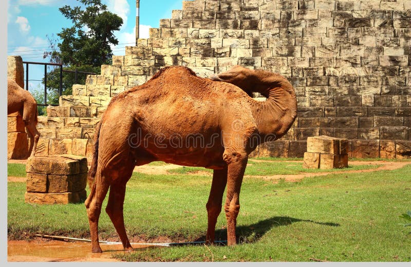 Camel Standing in the Garden. Stock Photo - Image of grass, head: 46095816